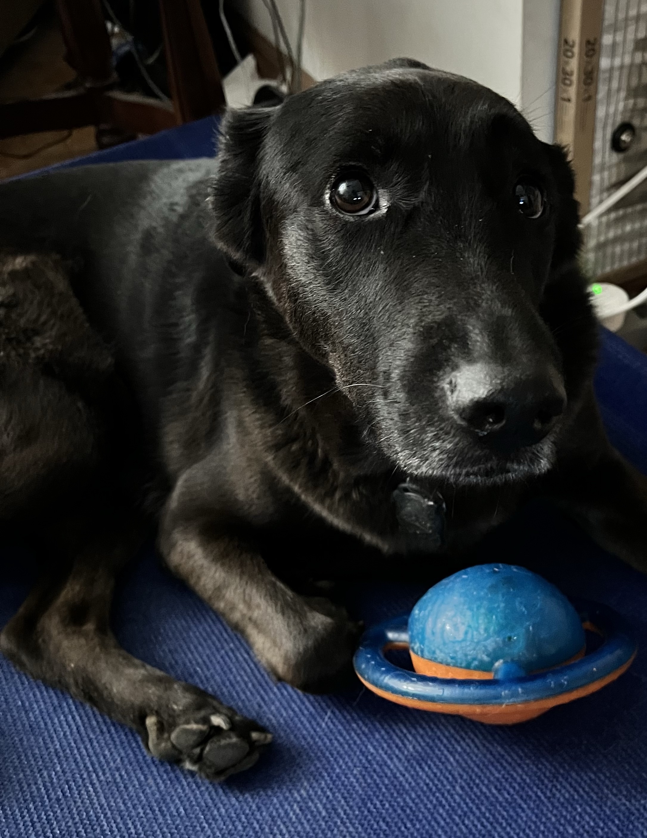 Blog – Weather Dog